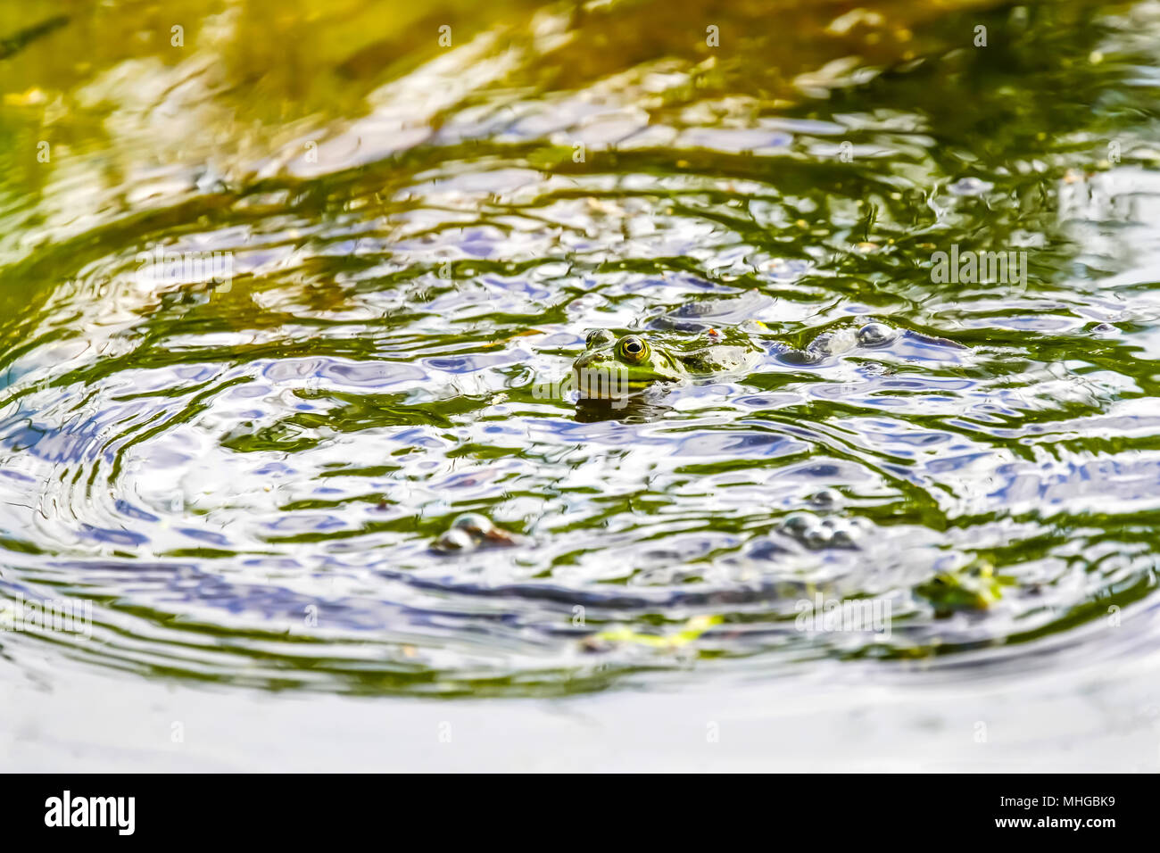 Edible frog (Pelophylax kl. esculentus), Lange Erlen, Riehen, Basel ...