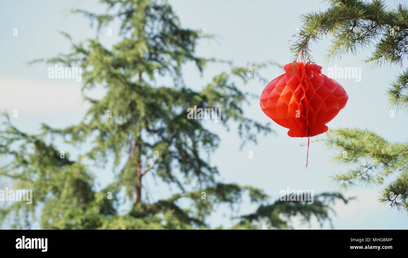 Chinese lantern tree hi-res stock photography and images - Alamy