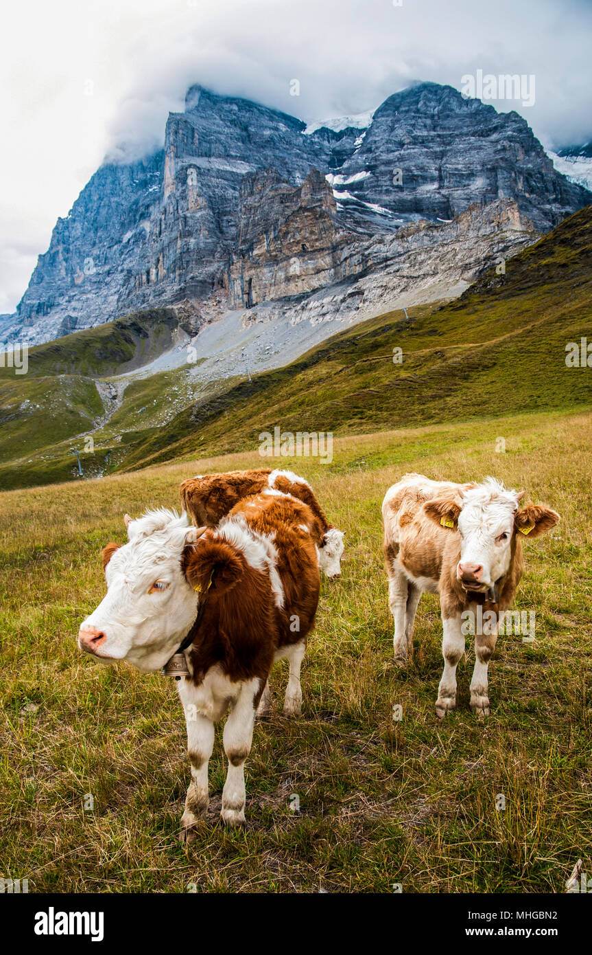 Alpine cows grazing in a meadow in the Alps in Switzerland against the ...