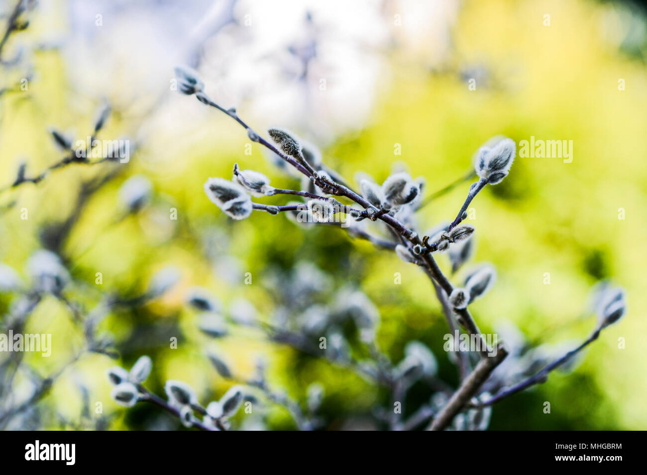 Magnolia buds blooming in the spring garden Stock Photo - Alamy