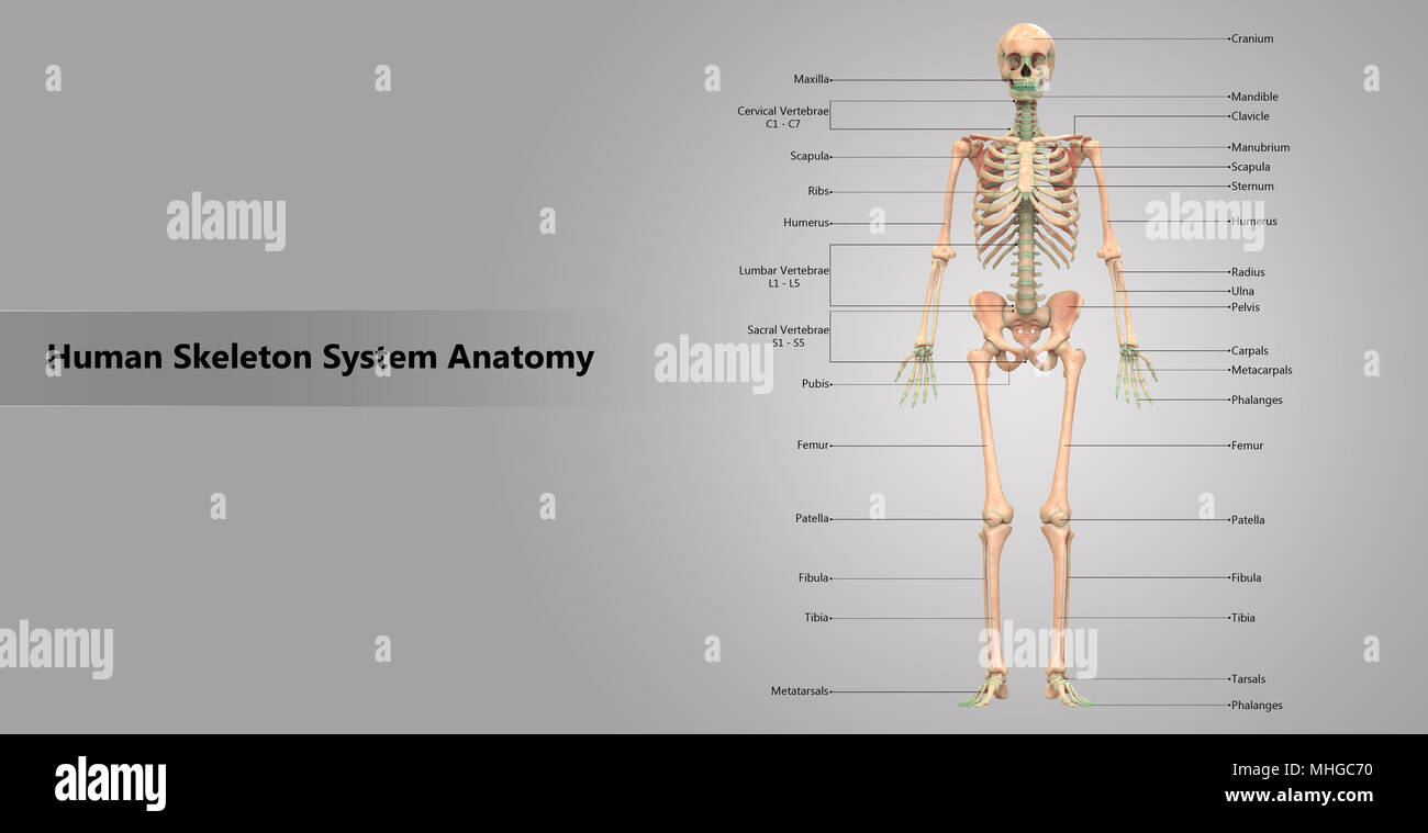 Skeletal System With Labels