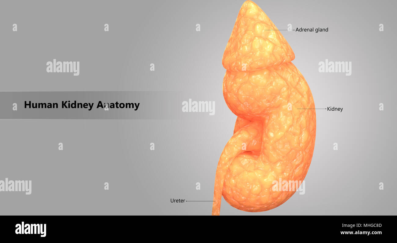 Human Urinary System Kidney Anatomy Stock Photo - Alamy