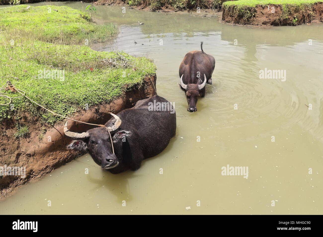 Farmer with his carabao hi-res stock photography and images - Alamy