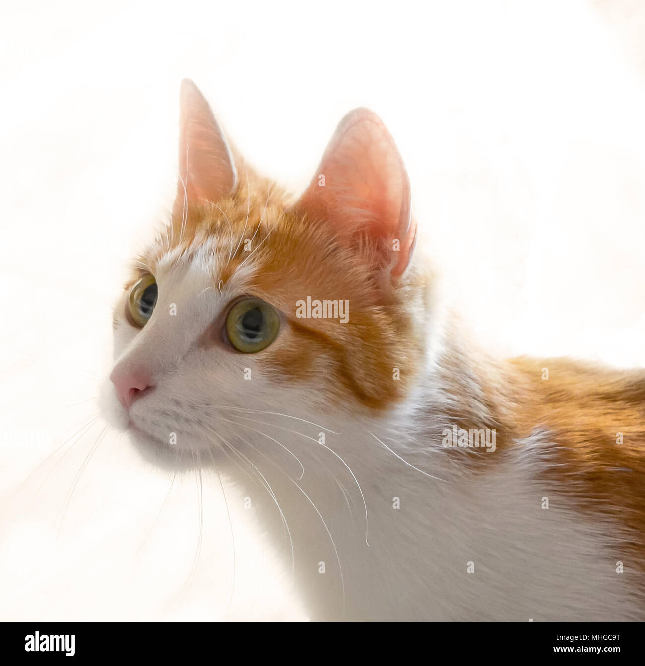 Isolated red cat hi-res stock photography and images - Alamy