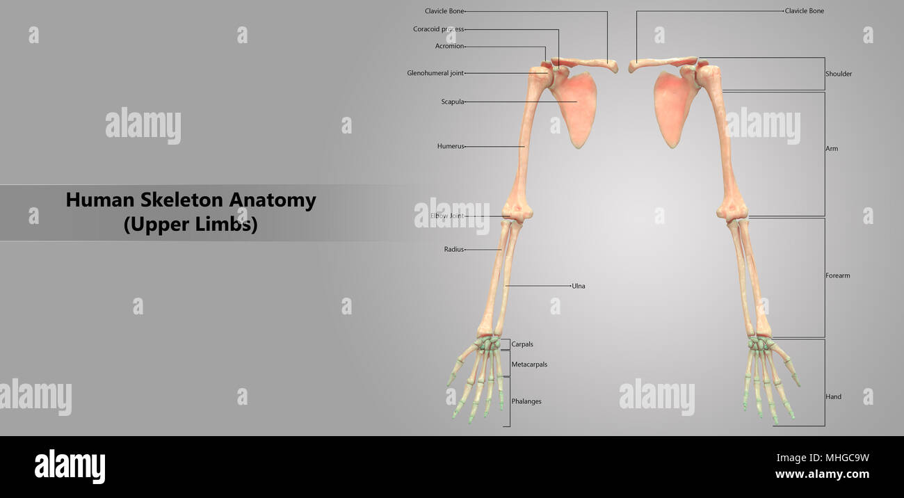 Upper Limbs Anatomy