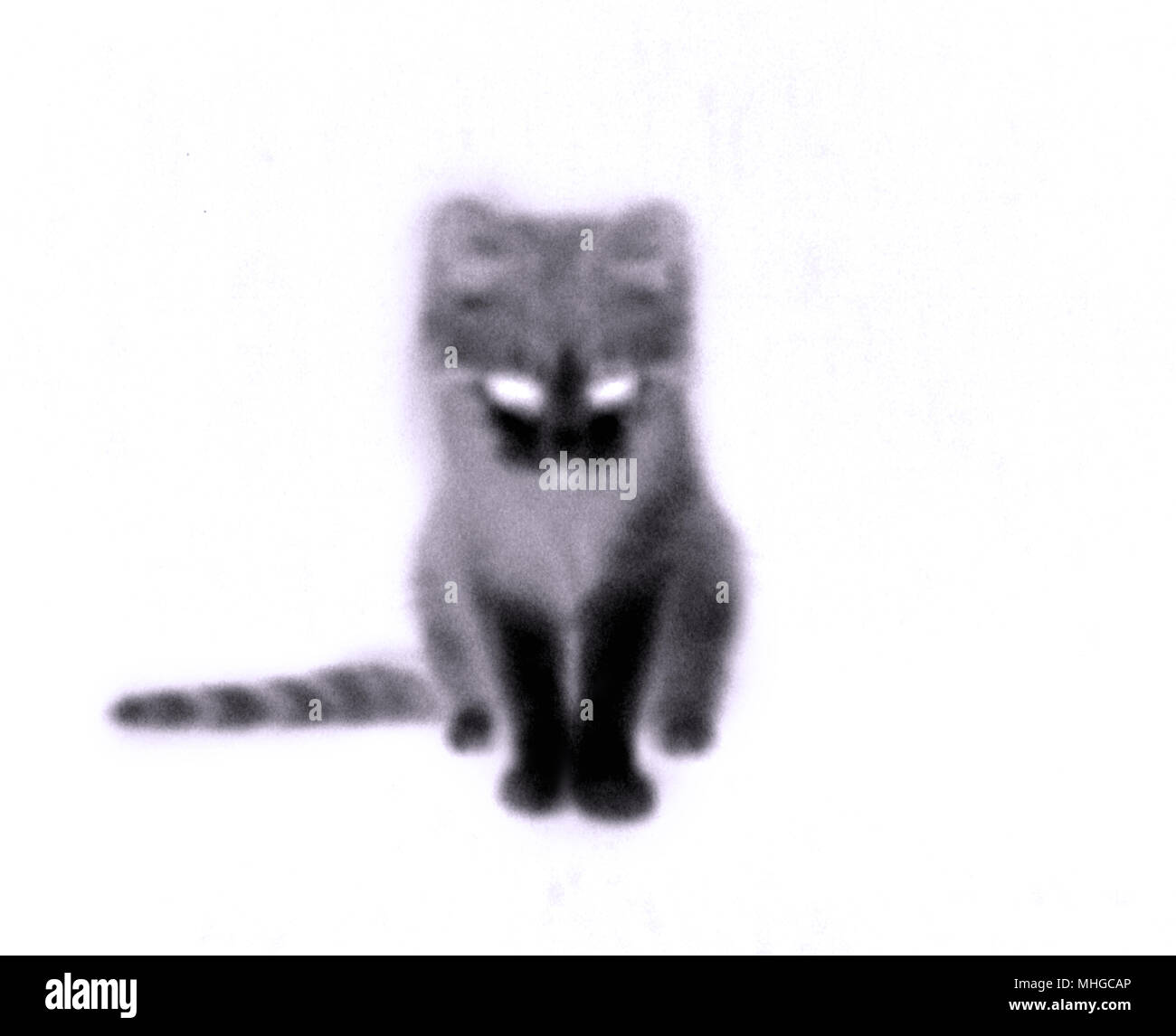 Cute purple cat sitting Cut Out Stock Images & Pictures - Alamy