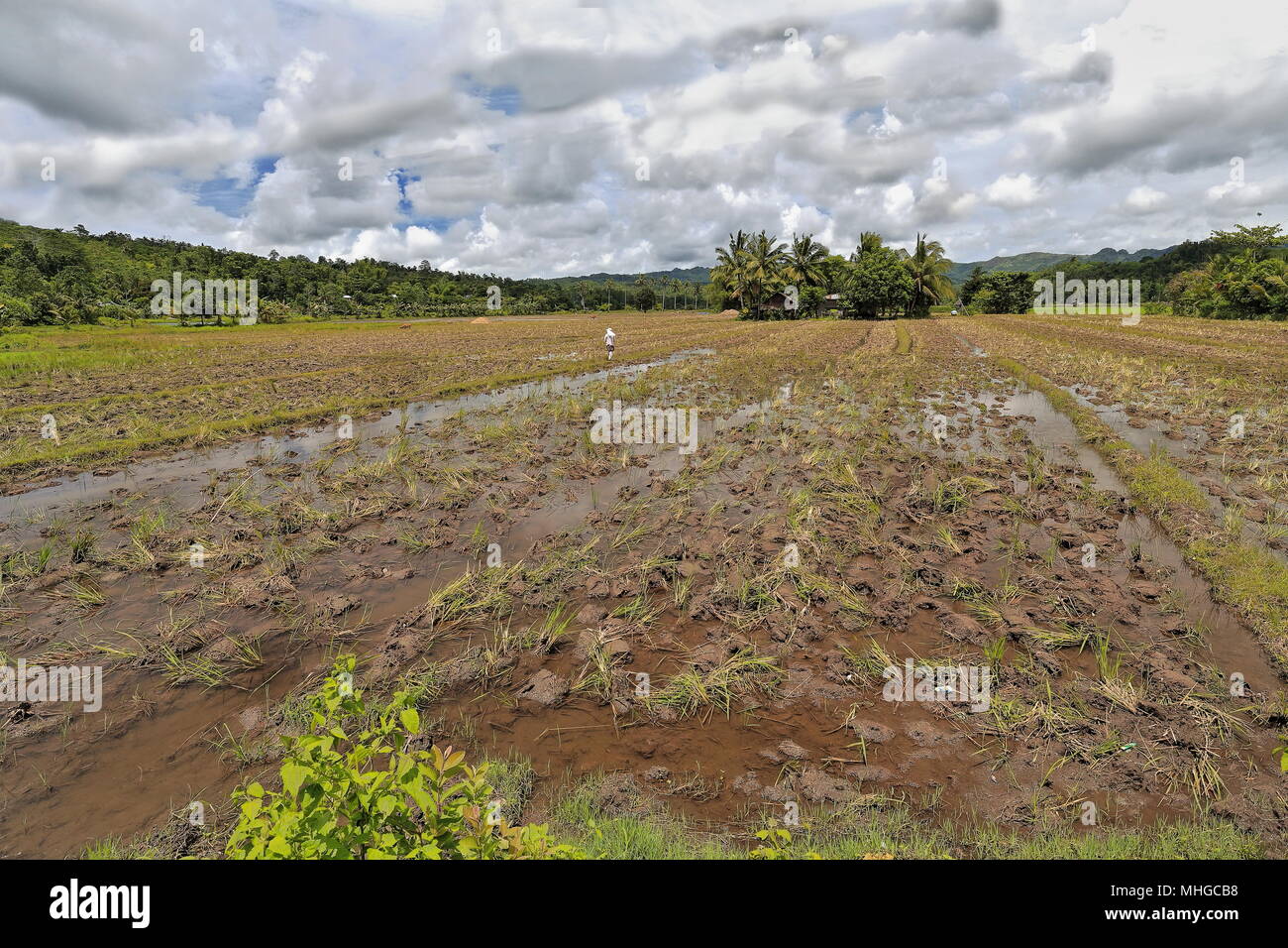 Palay palay hi-res stock photography and images - Alamy