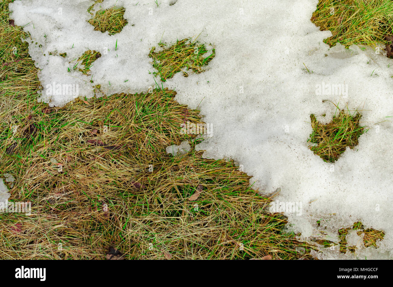 Icy grass hi-res stock photography and images - Alamy