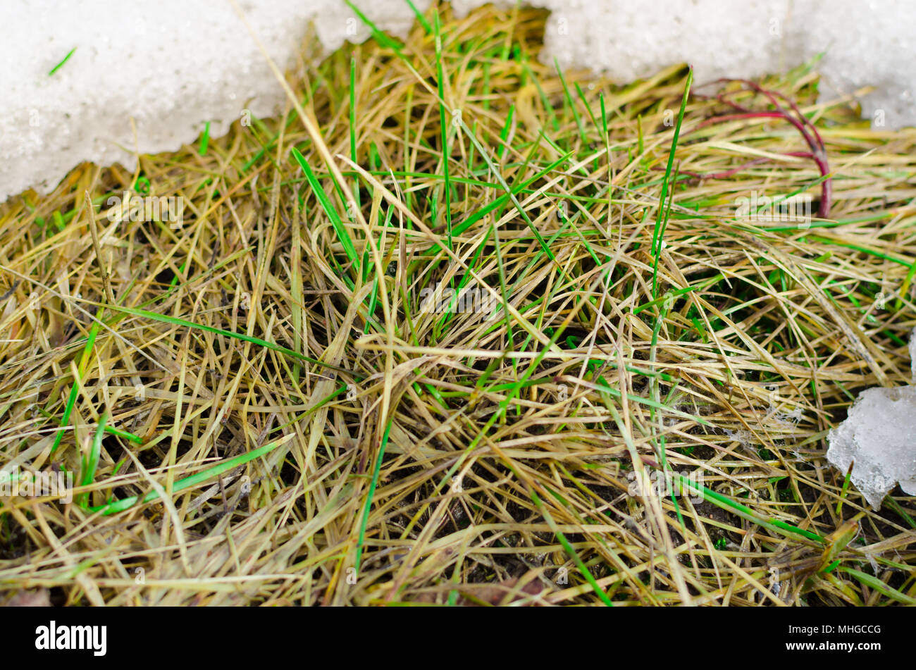 Dead grass background hi-res stock photography and images - Alamy