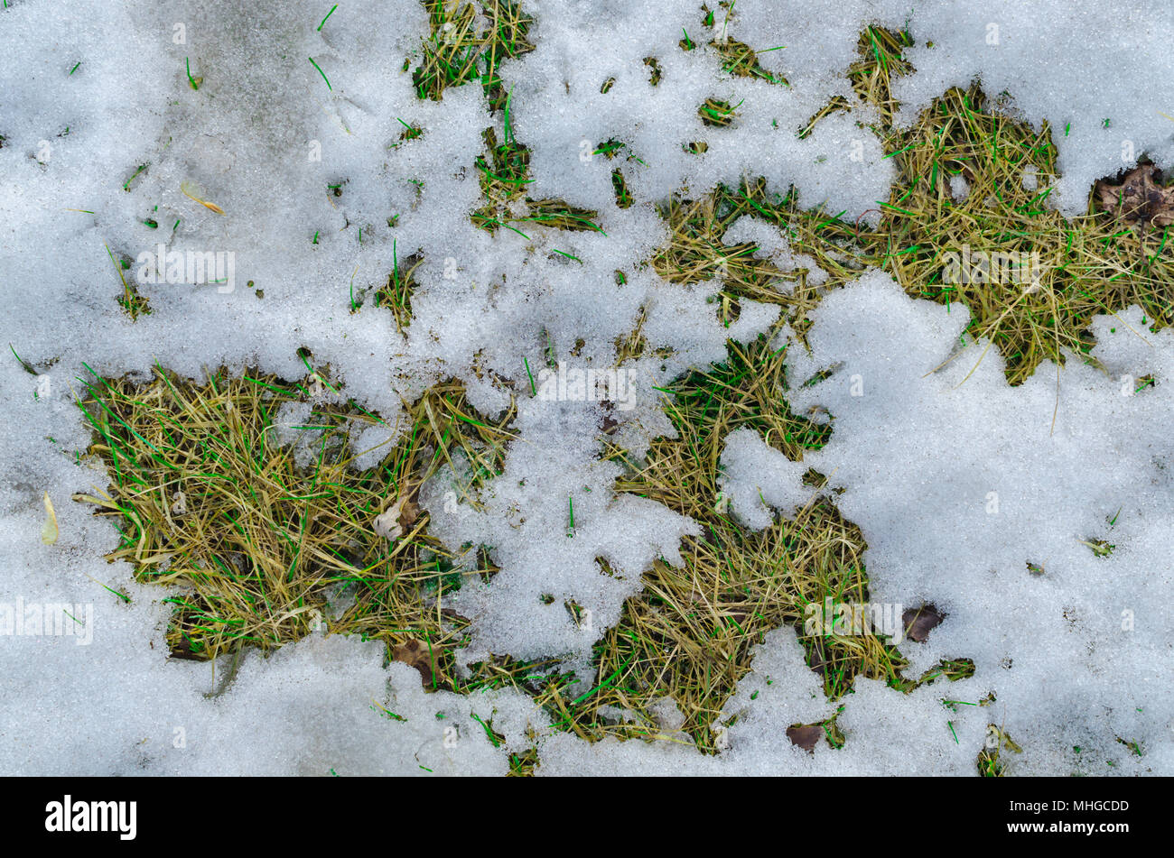 Old grass and melting snow texture background Stock Photo - Alamy