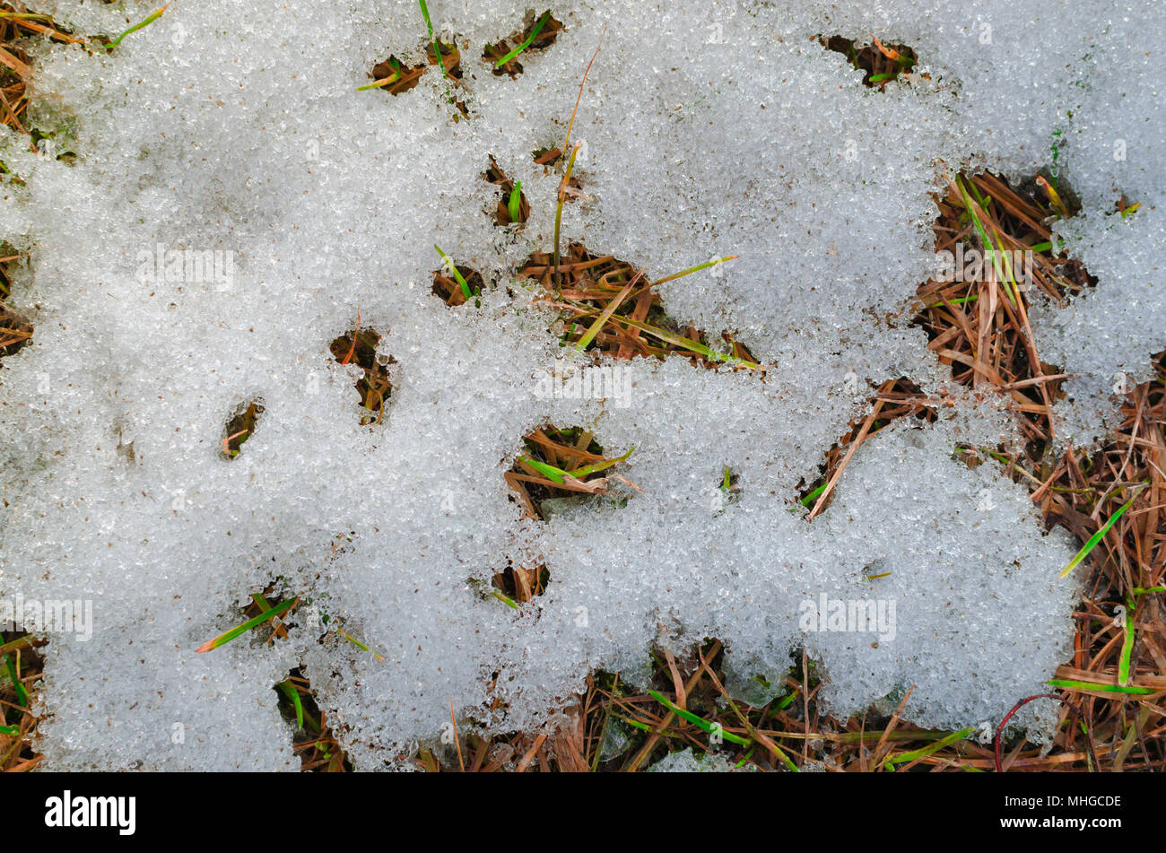 The melting snow reveals the dead grass in the field Stock Photo - Alamy