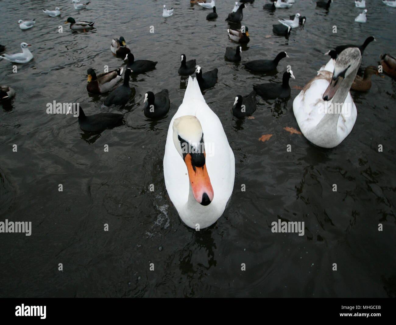 swan close up in Bushy Park Hampton Wick Stock Photo - Alamy