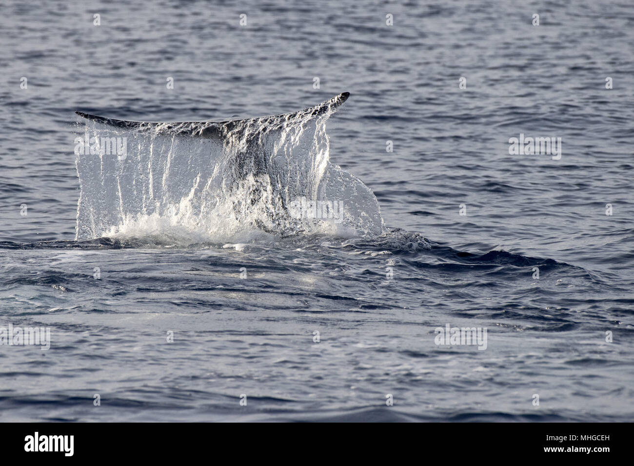 Dolphin beaked Cuvier's whale ultra rare to see while tail flapping ...
