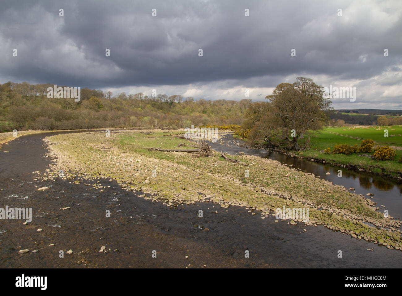 Low river level and washed up trees on River South Tyne Stock Photo - Alamy