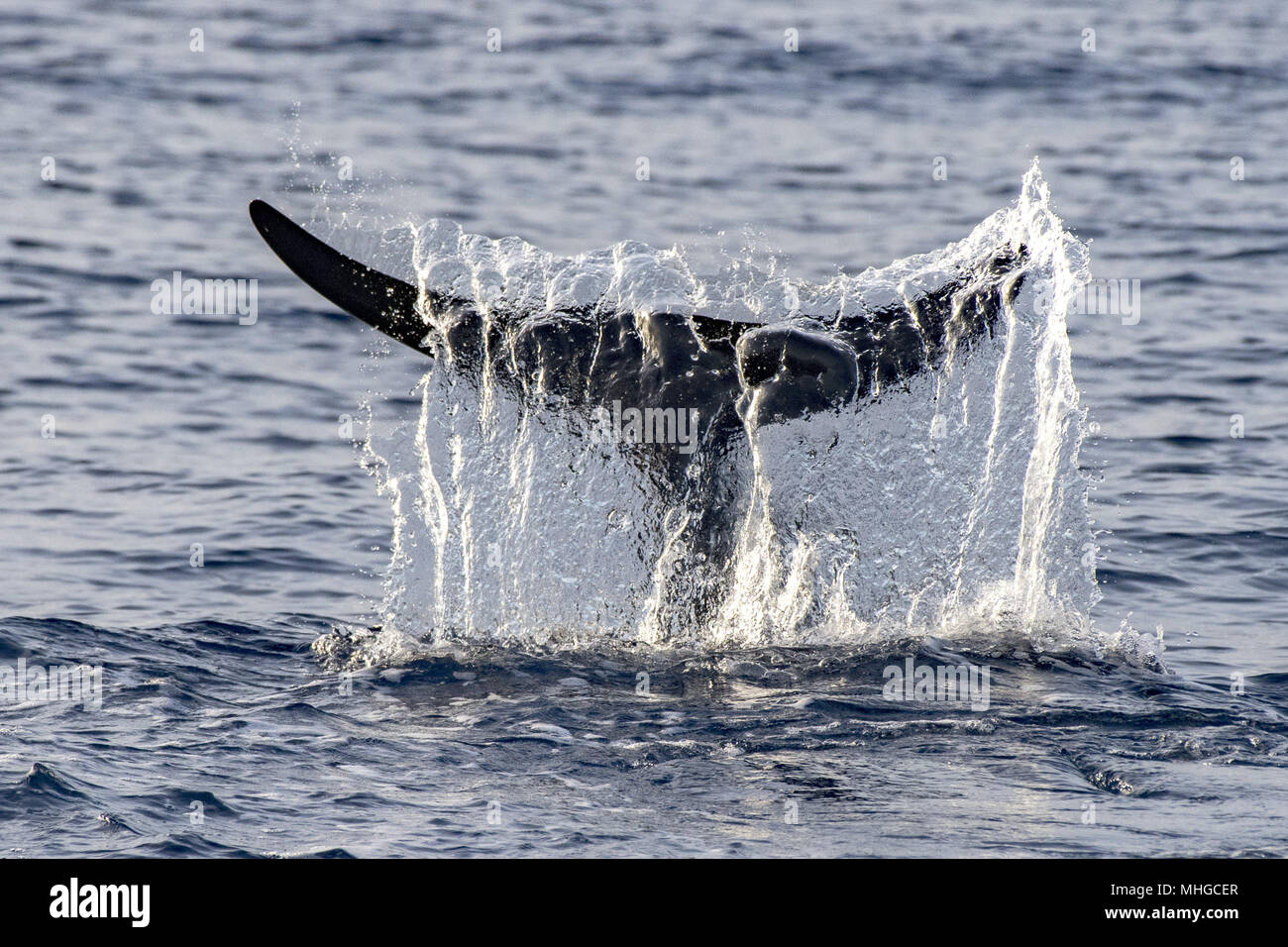 Dolphin beaked Cuvier's whale ultra rare to see while tail flapping ...