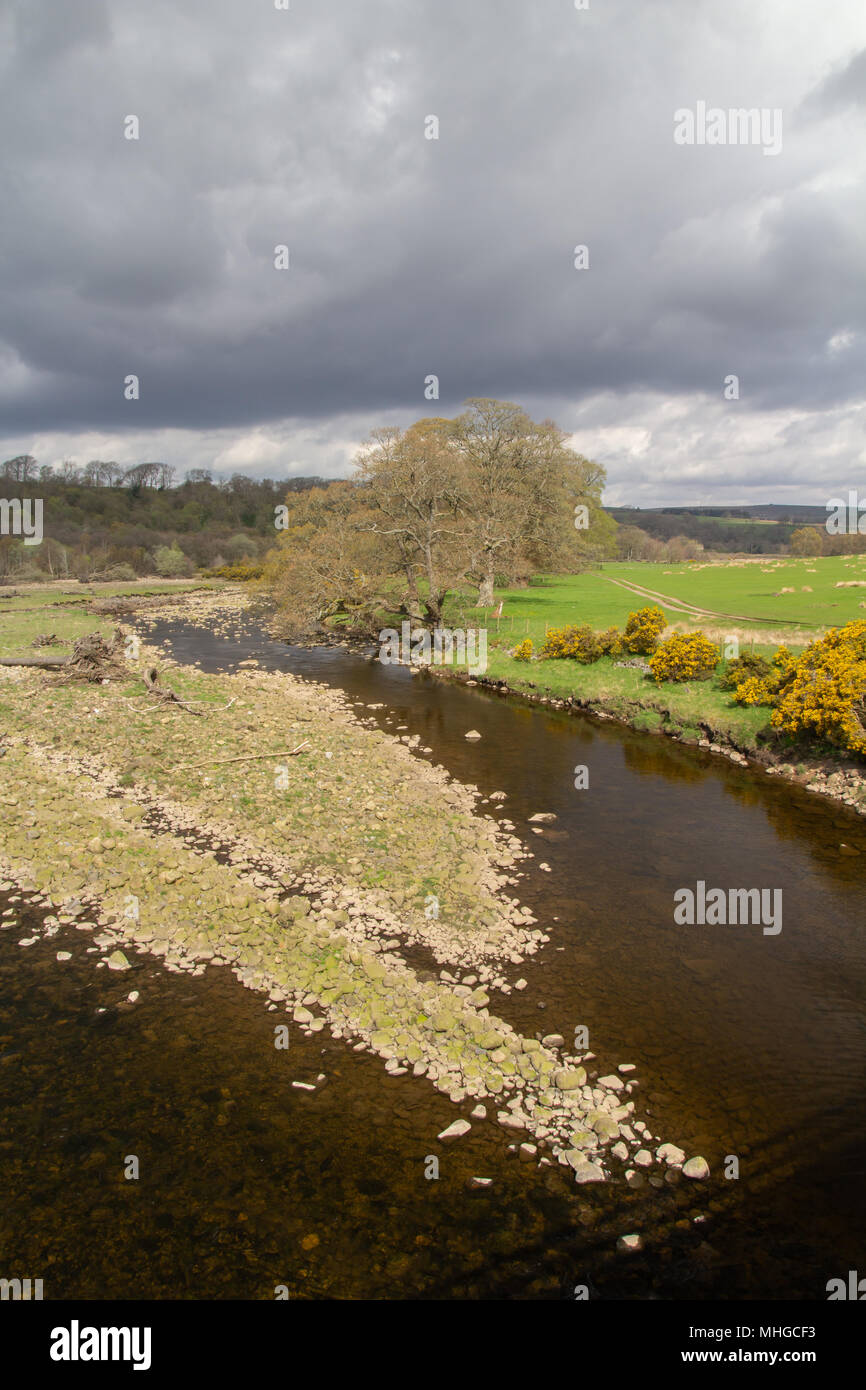 Low river level and washed up trees on River South Tyne Stock Photo - Alamy