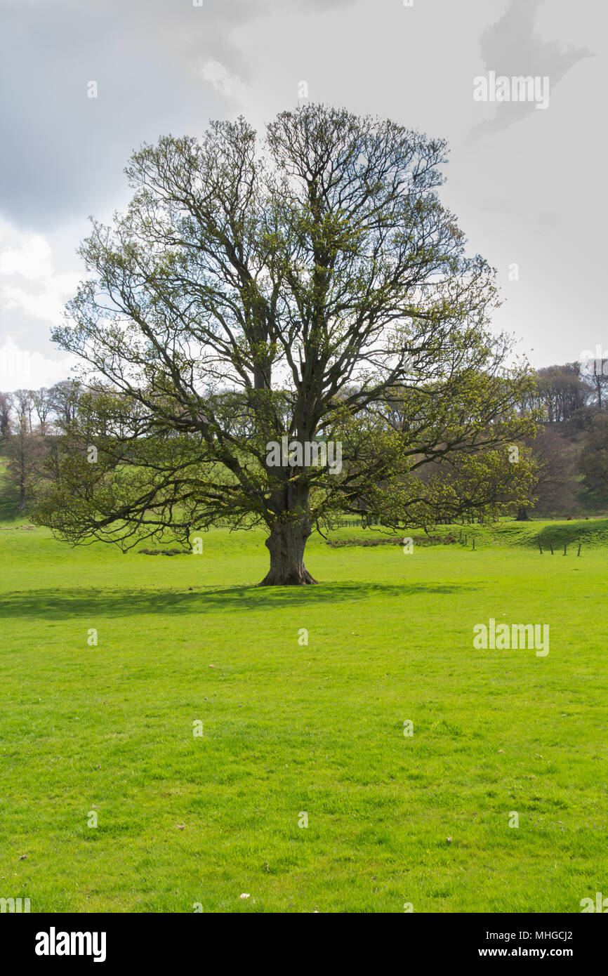 Sycamore Tree Uk Stock Photos & Sycamore Tree Uk Stock Images - Alamy