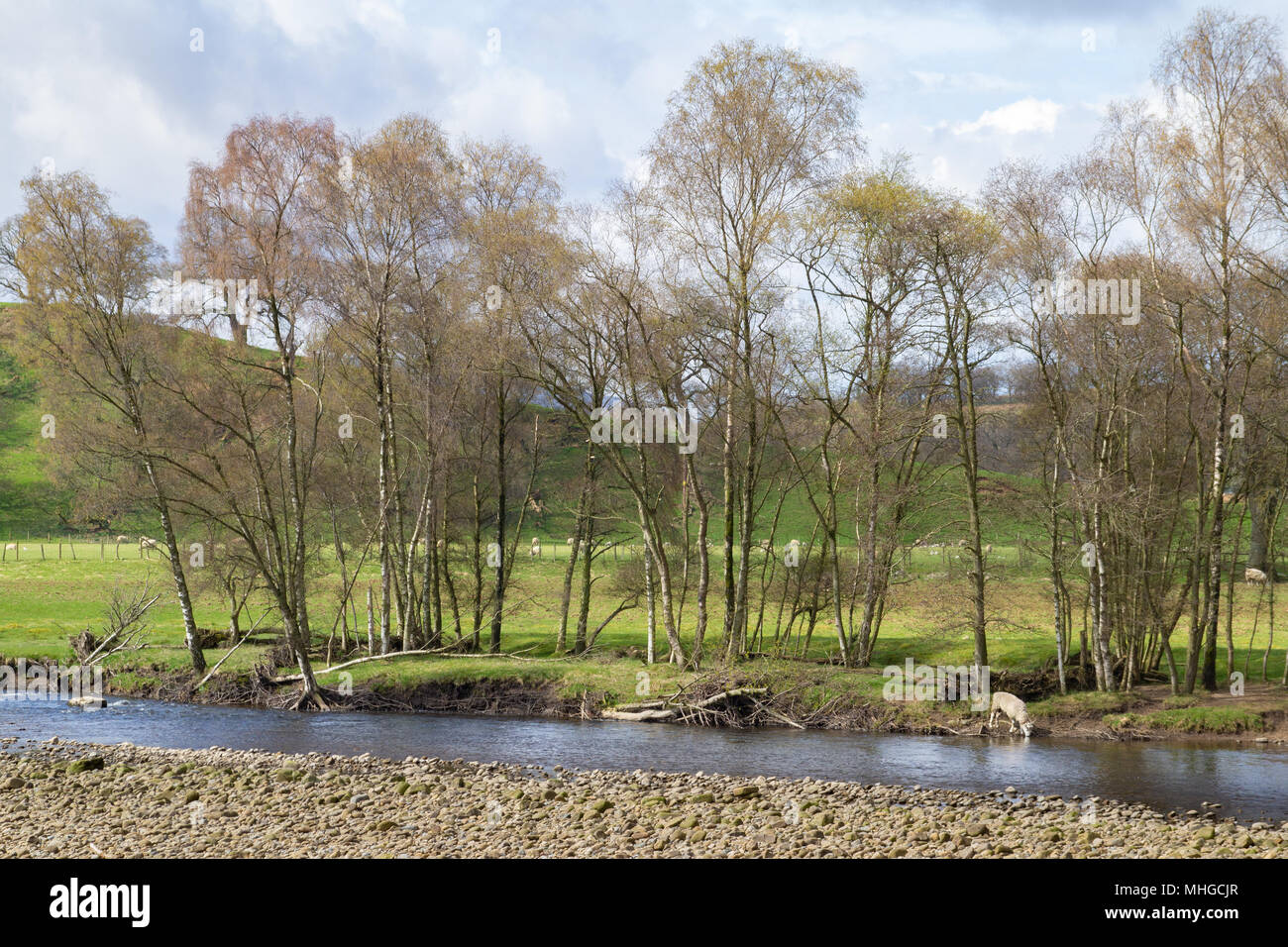 The River South Tyne during quiet Spring weather Stock Photo - Alamy