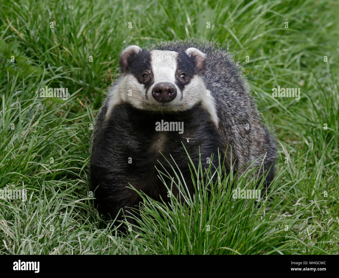 Eurasian Badger (meles meles Stock Photo - Alamy
