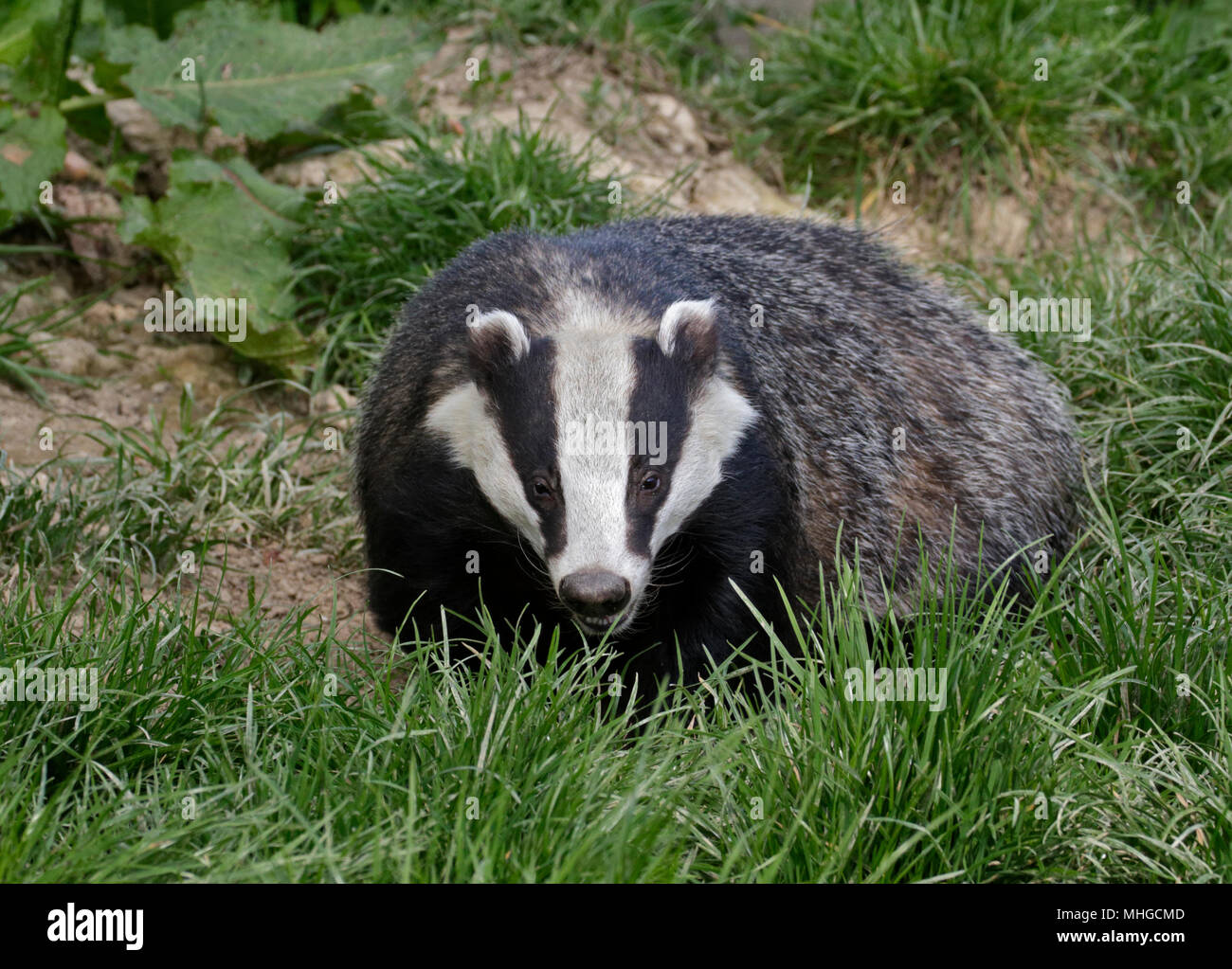 Eurasian Badger (meles meles Stock Photo - Alamy