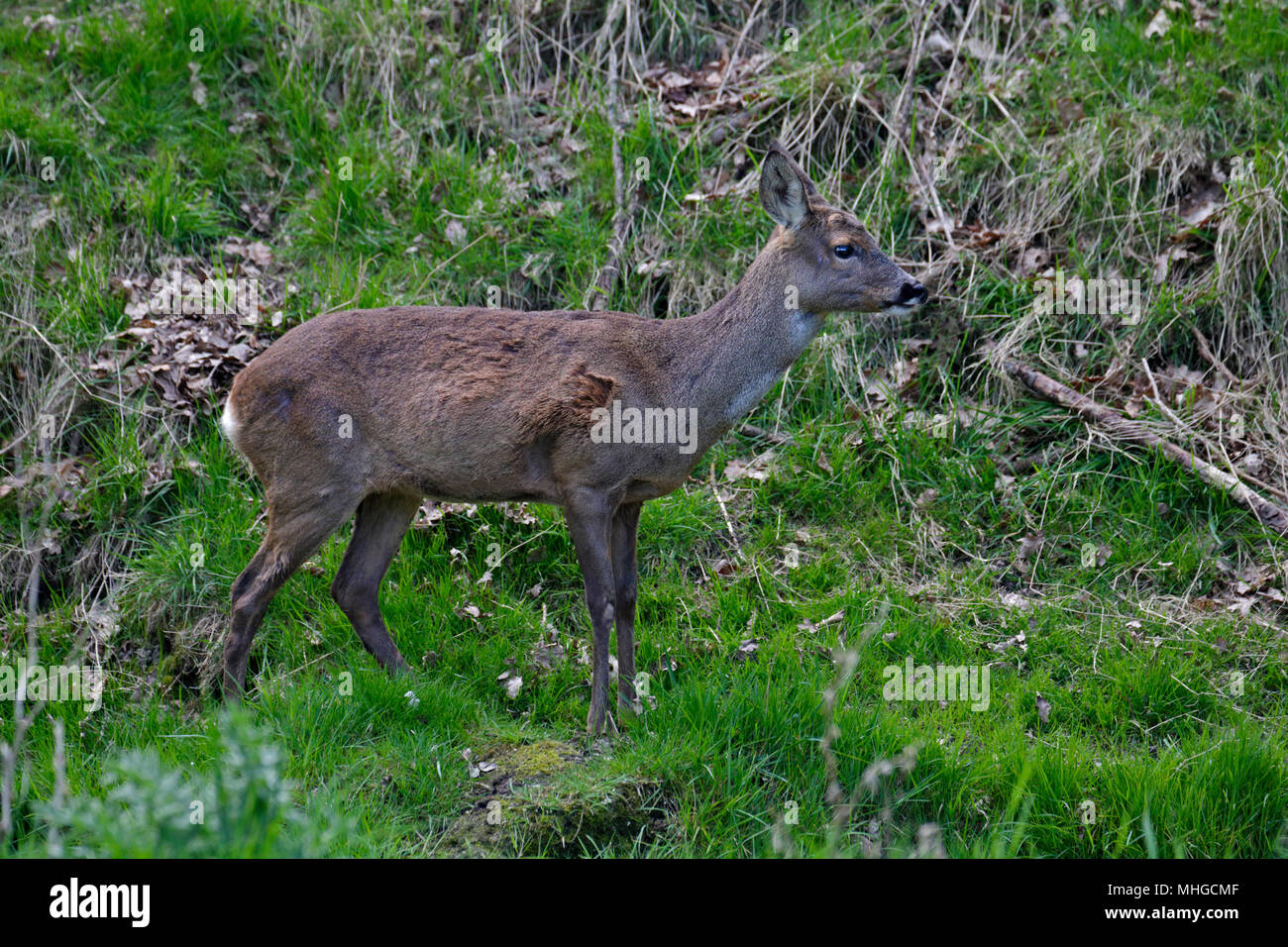 Capreolus mammals hi-res stock photography and images - Alamy
