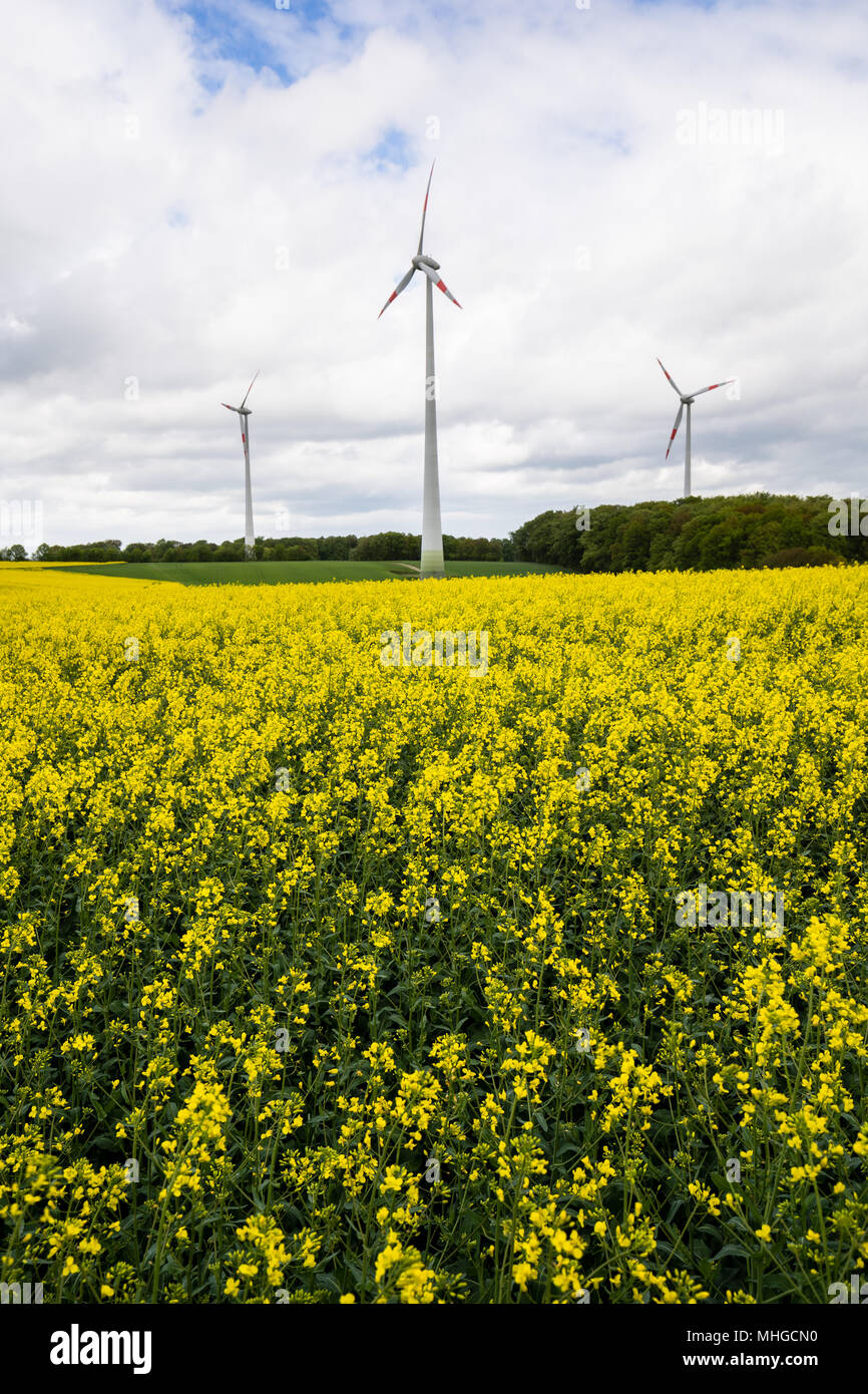 Rapeseed field germany hi-res stock photography and images - Alamy