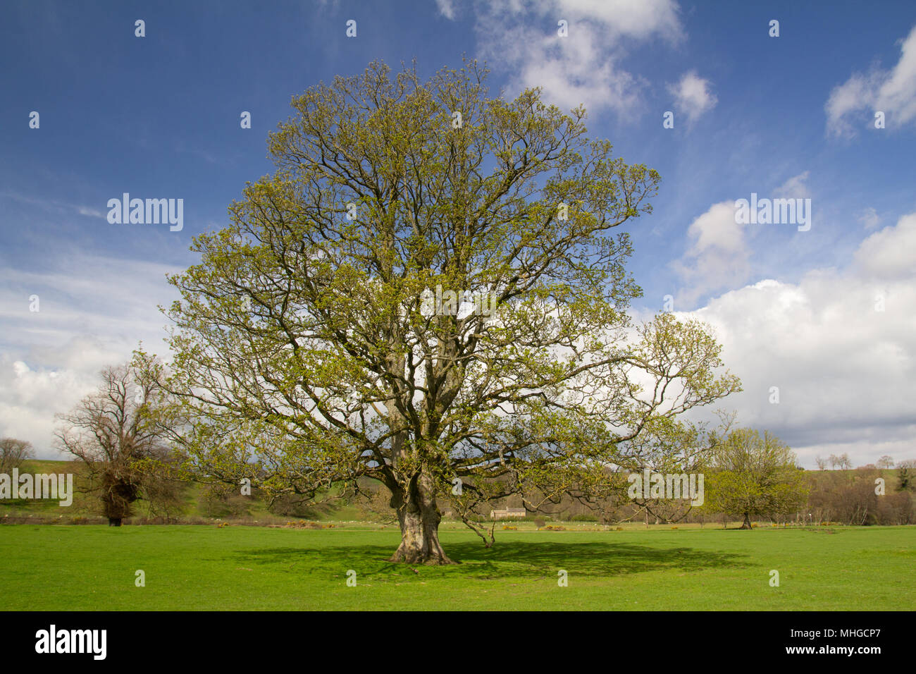 large sycamore tree Stock Photo - Alamy