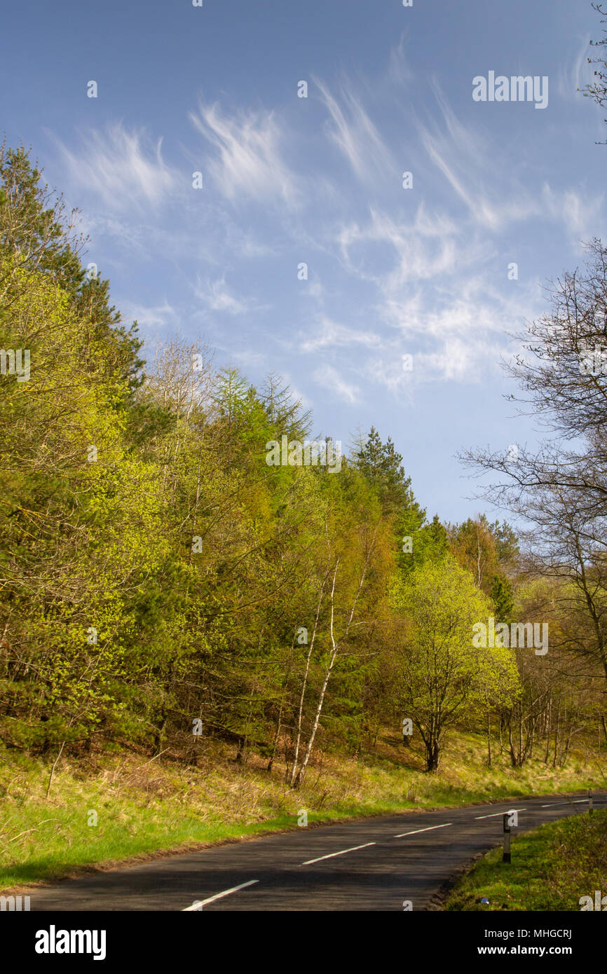 Fresh green roadside trees road hi-res stock photography and images - Alamy