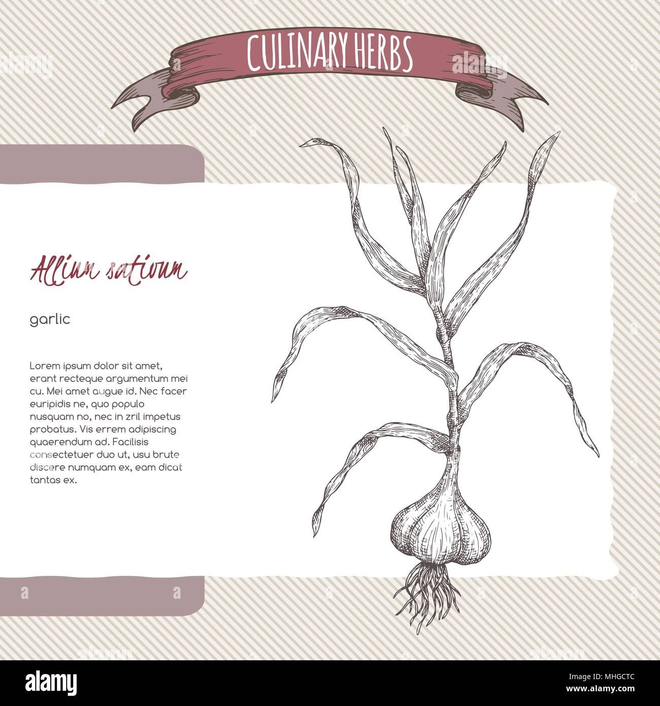 Garlic Plant Diagram