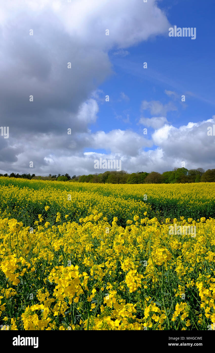 oil seed rape field, north norfolk, england Stock Photo - Alamy