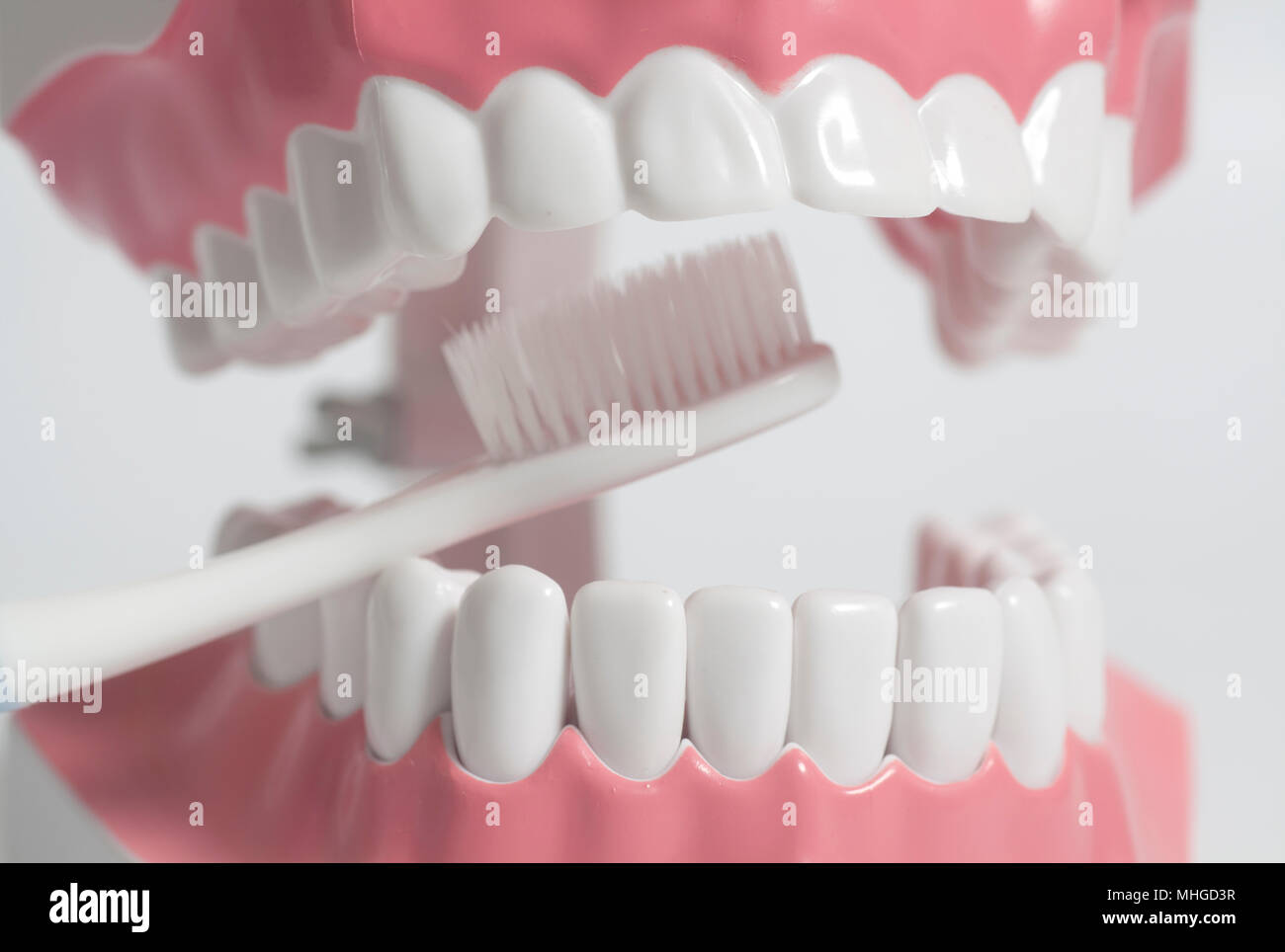Teeth human model with white toothbrush. Dental care concept Stock ...