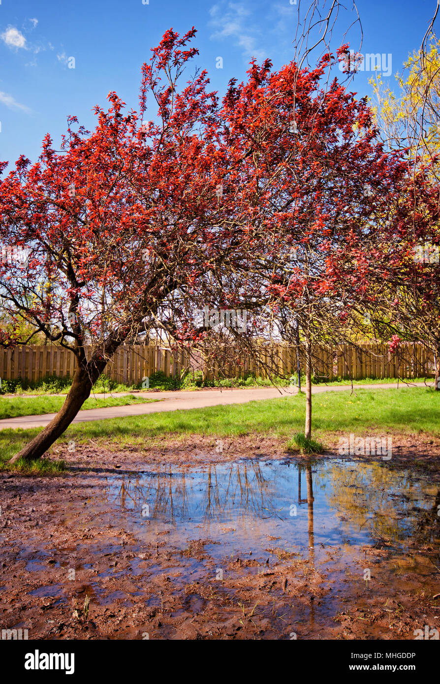 Winter gradually gives way to spring as barren background trees are ...