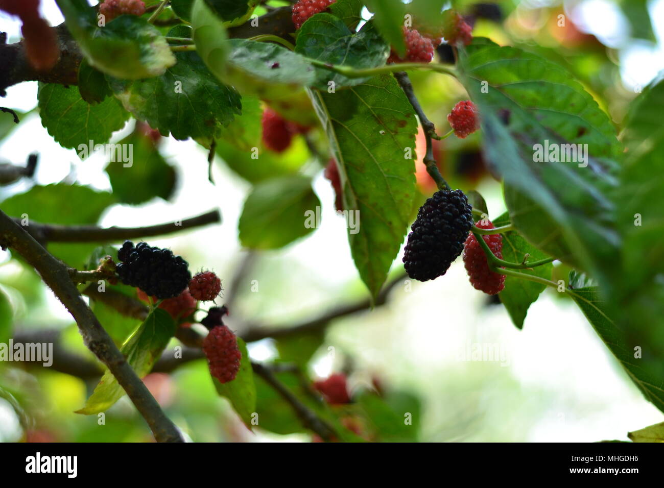 Black Mulberry waiting at tree for harvest at Mersin/Turkey Stock Photo ...