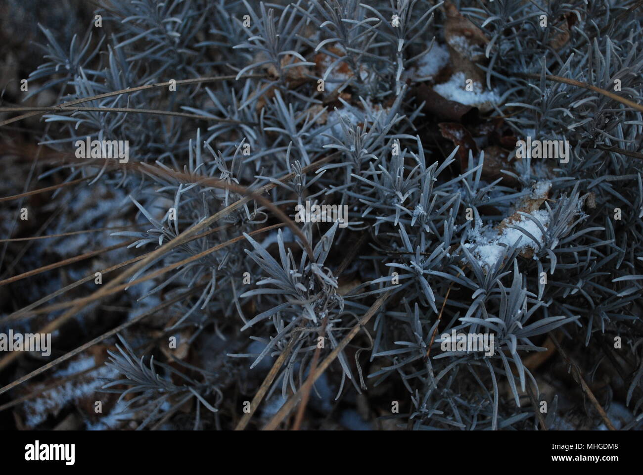 Blue pine needle shrub hi-res stock photography and images - Alamy