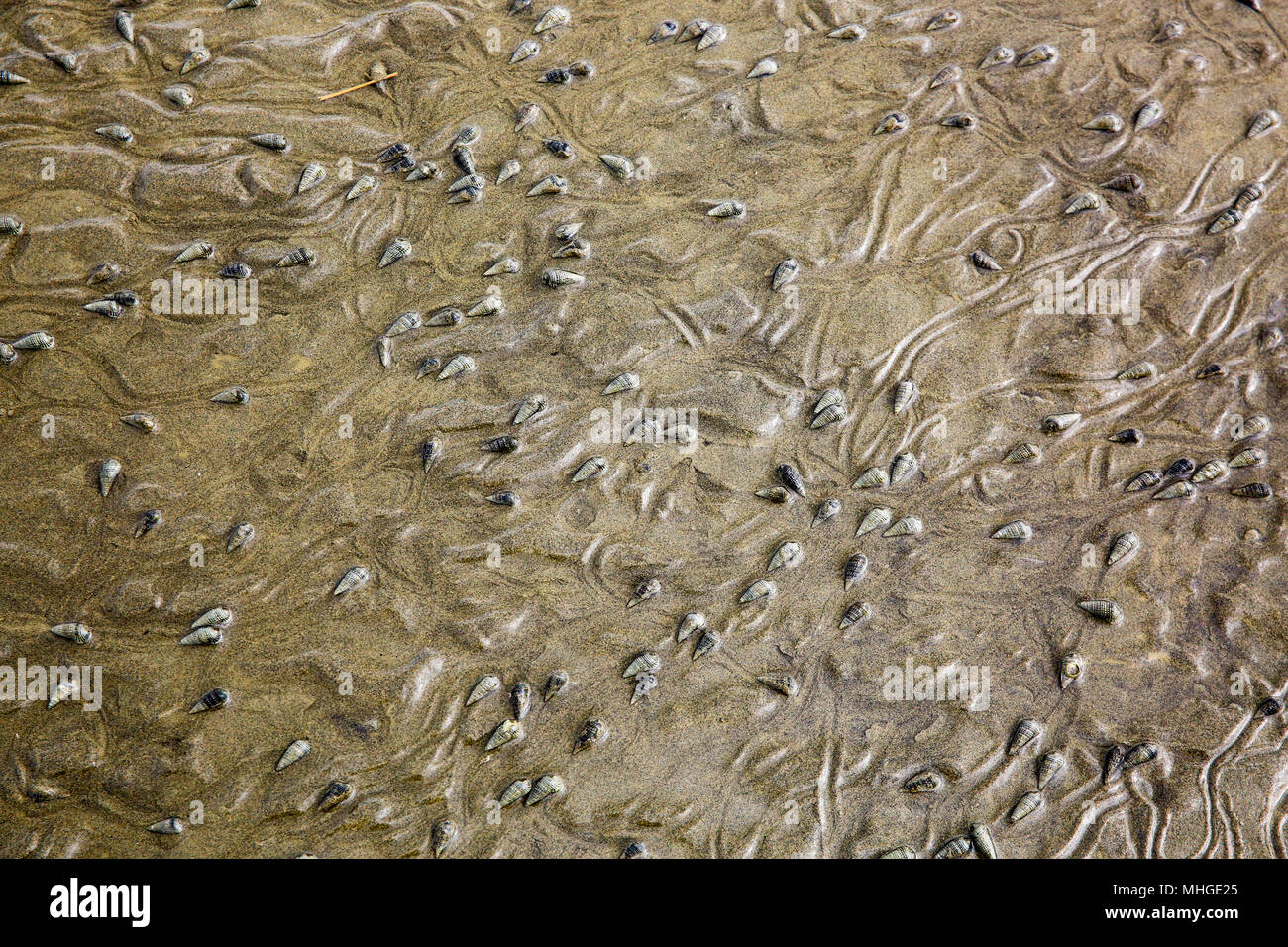 Small black snails on the sea beach at Shah Porir Dwip. Teknaf, Cox's ...