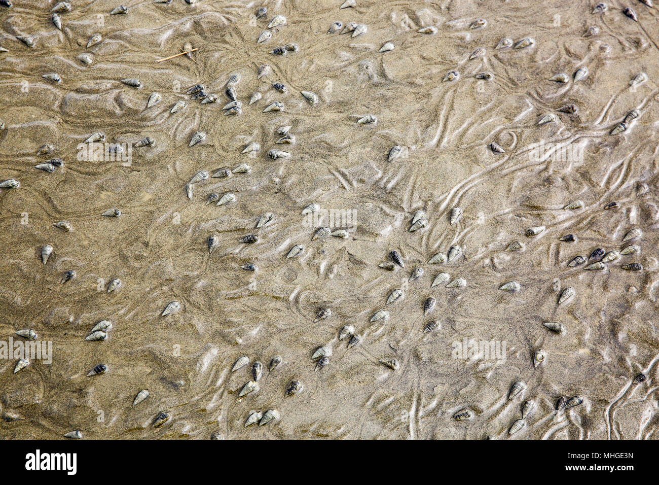 Small black snails on the sea beach at Shah Porir Dwip. Teknaf, Cox's ...