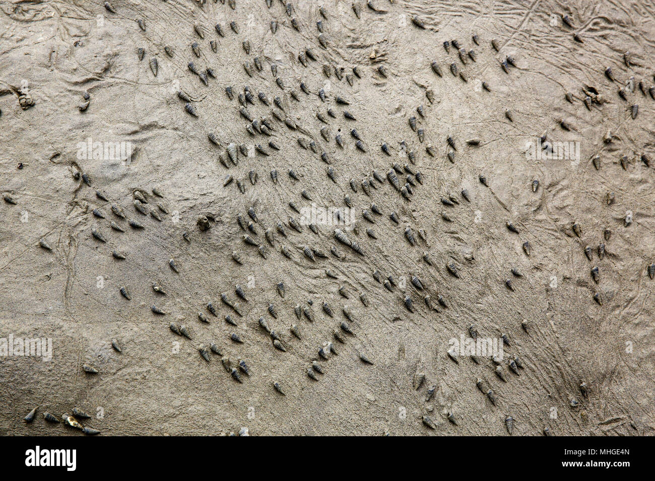 Small black snails on the sea beach at Shah Porir Dwip. Teknaf, Cox's ...