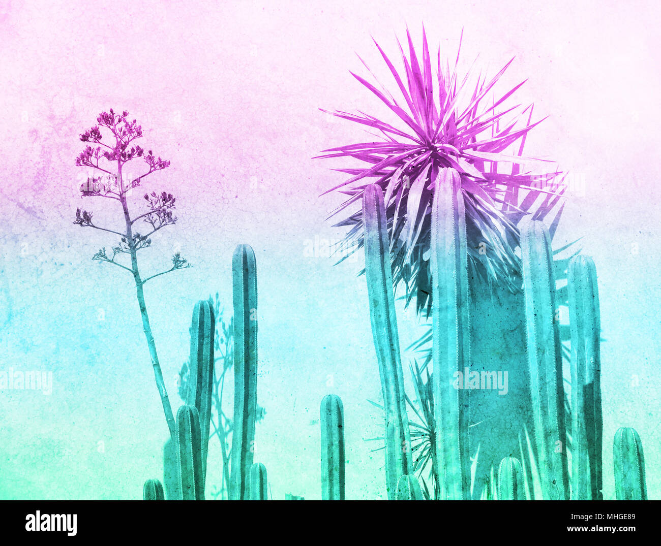 Photograph of some green cactuses and color gradient Stock Photo - Alamy