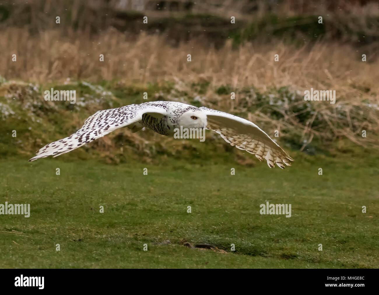 Snowy Owl in Flight in the snow Stock Photo - Alamy
