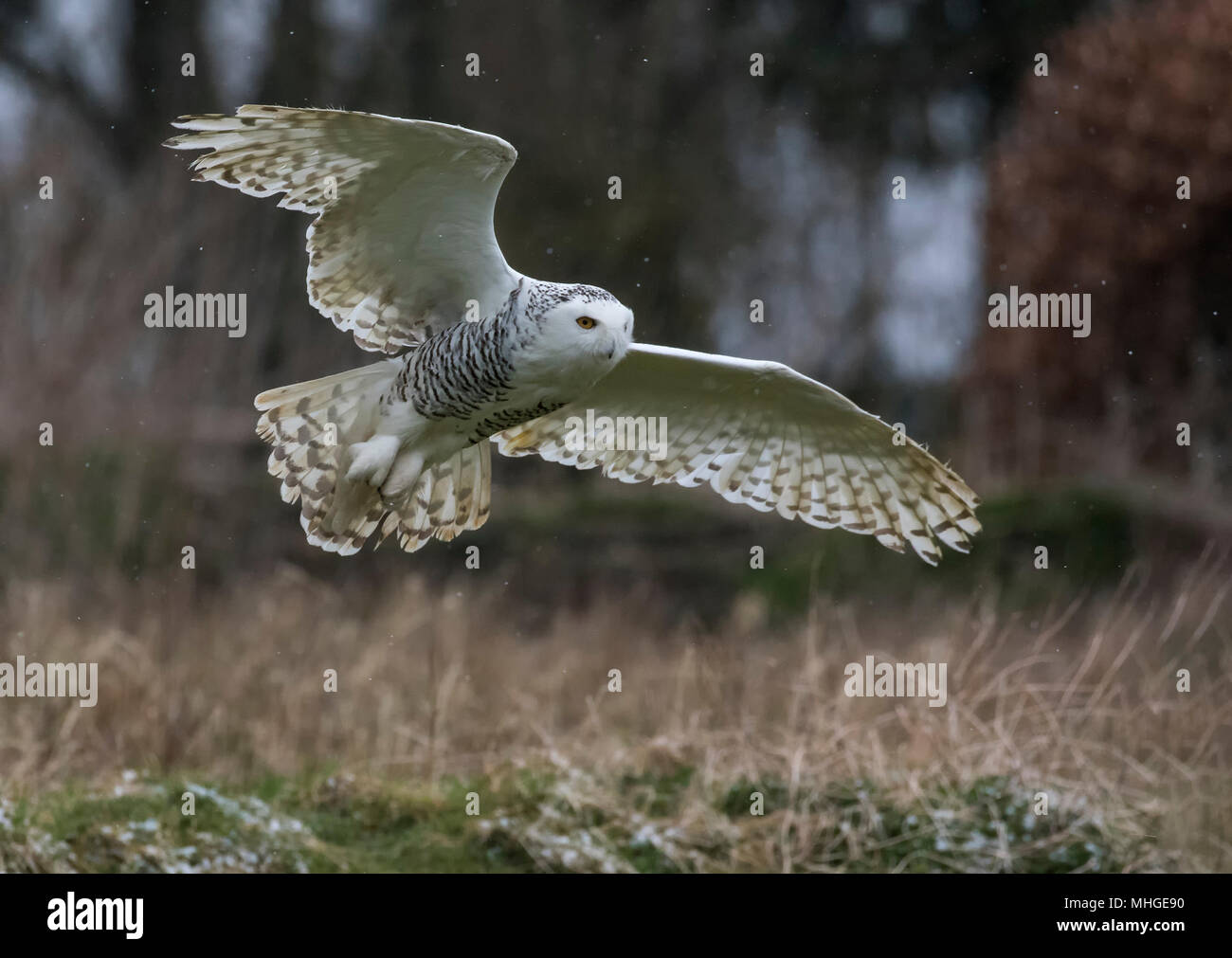 Snowy owl in flight hi-res stock photography and images - Alamy