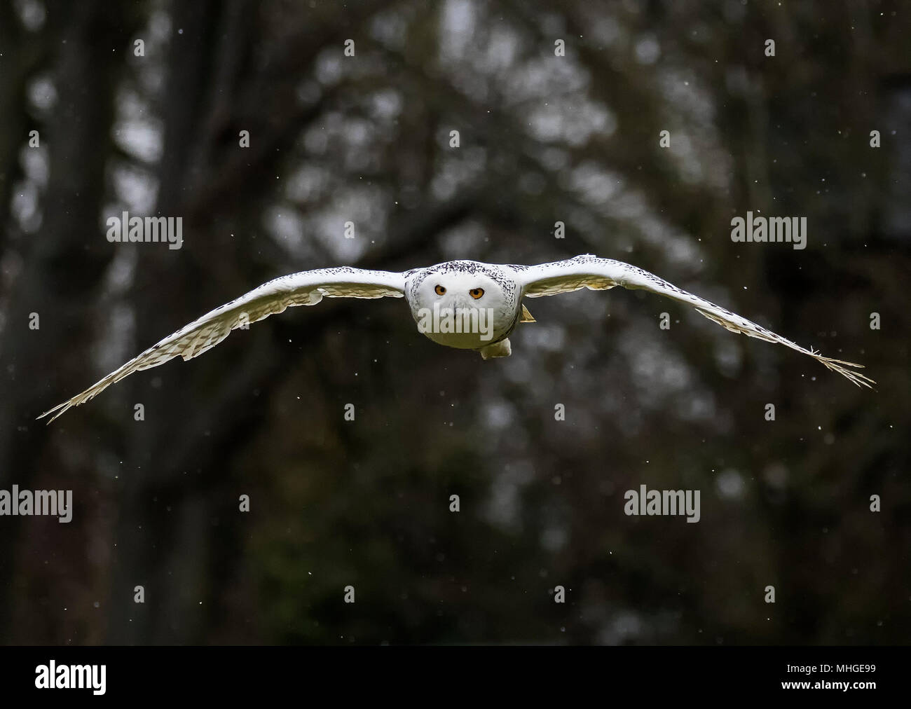 Flying hawk owl snow hi-res stock photography and images - Alamy