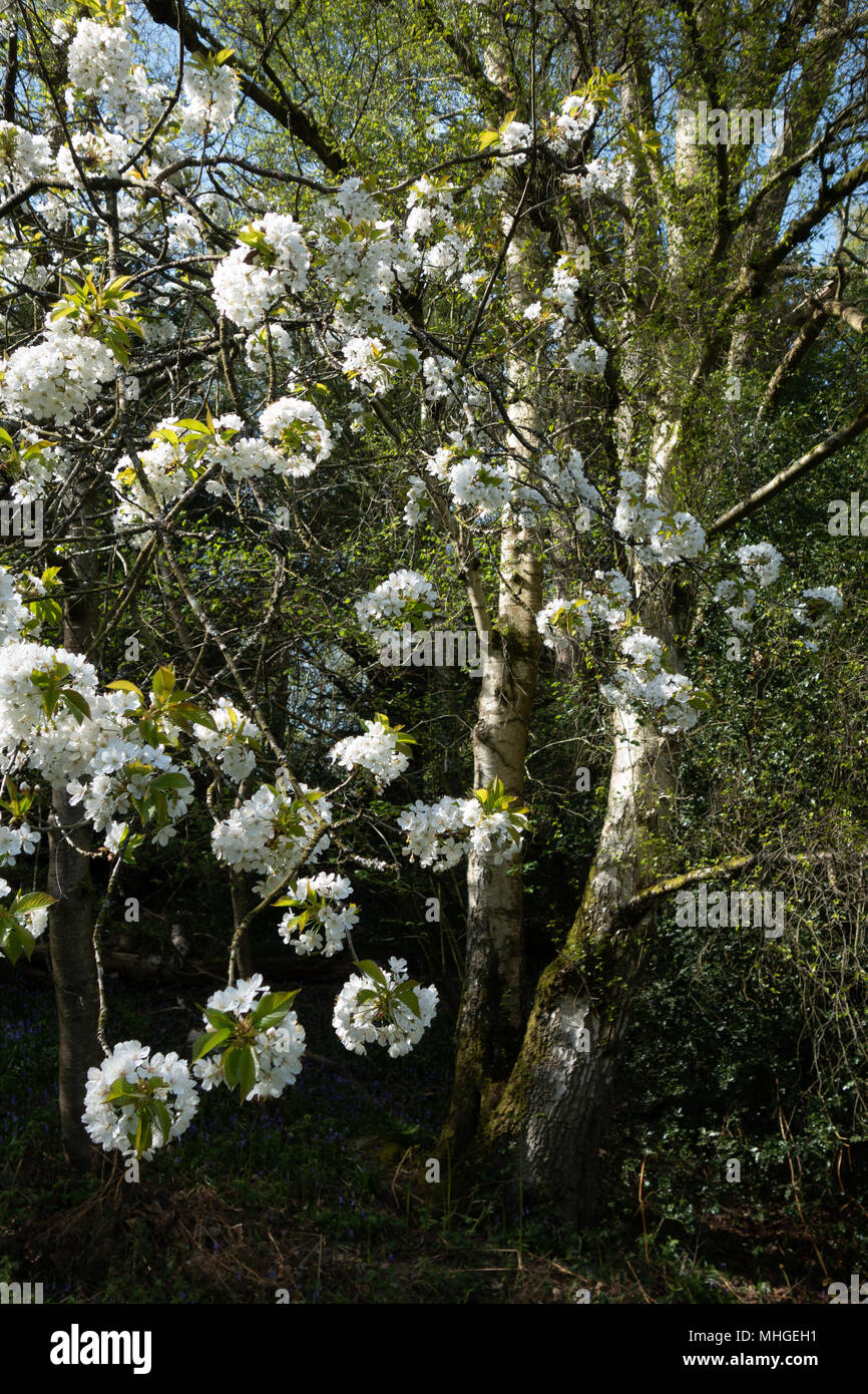 Spring blossom and silver birch Stock Photo - Alamy