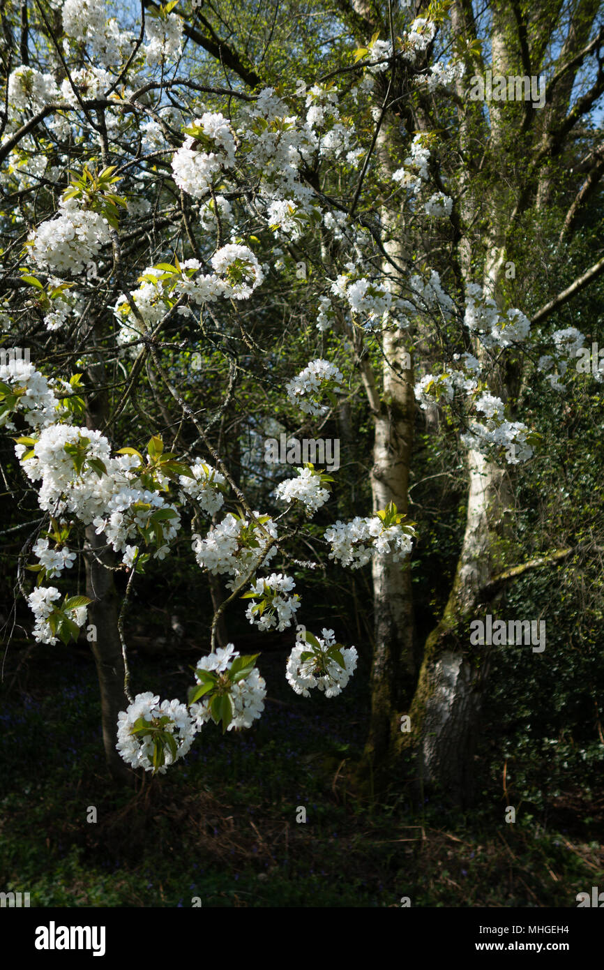Spring blossom and silver birch Stock Photo - Alamy