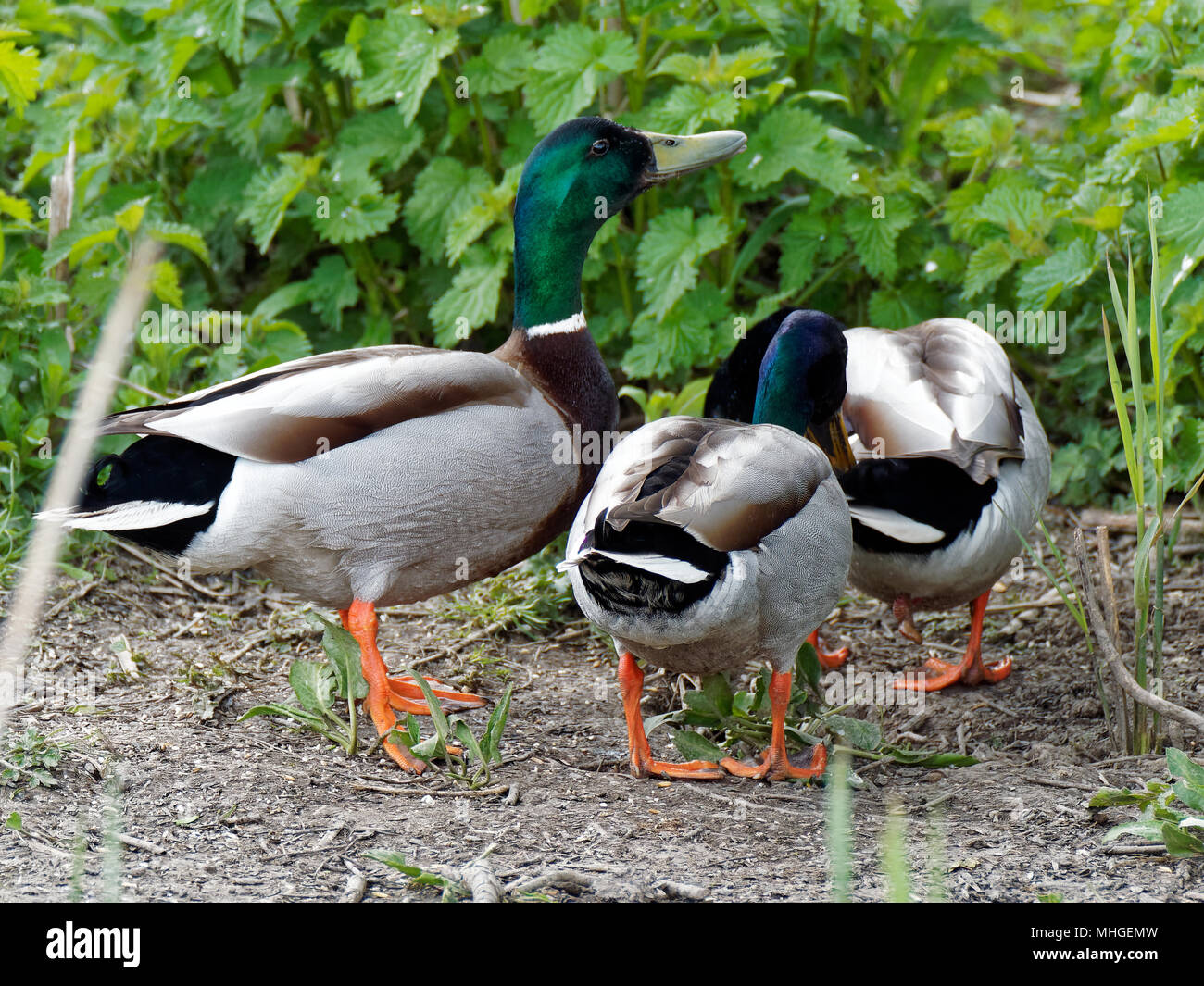 Common Mallard Duck, Wetlands Newport, Gwent Stock Photo - Alamy