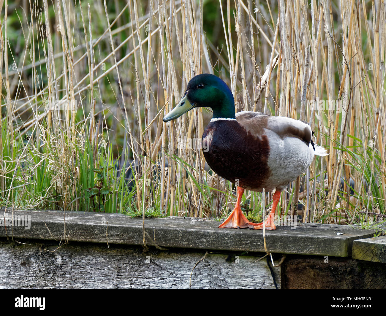 Common Mallard Duck, Wetlands Newport, Gwent Stock Photo - Alamy