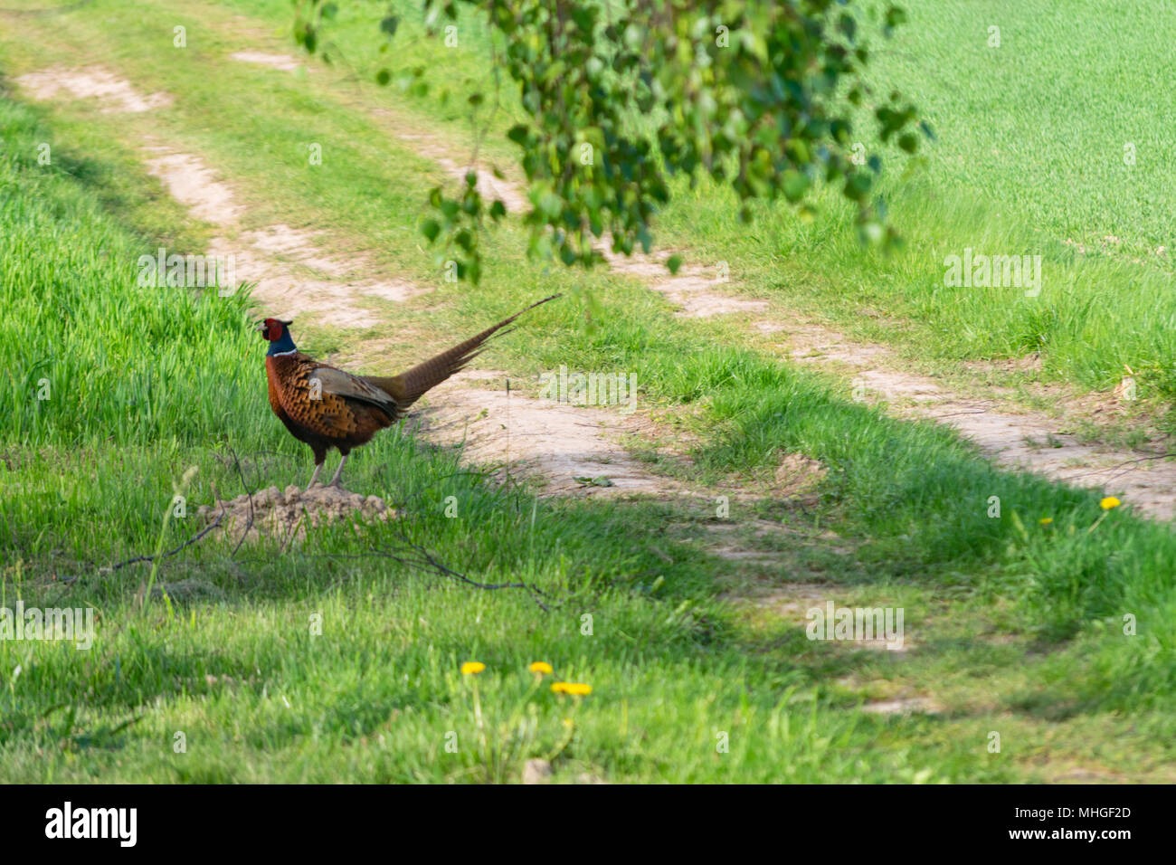 Pheasant green landscape animal wildlife hi-res stock photography and ...
