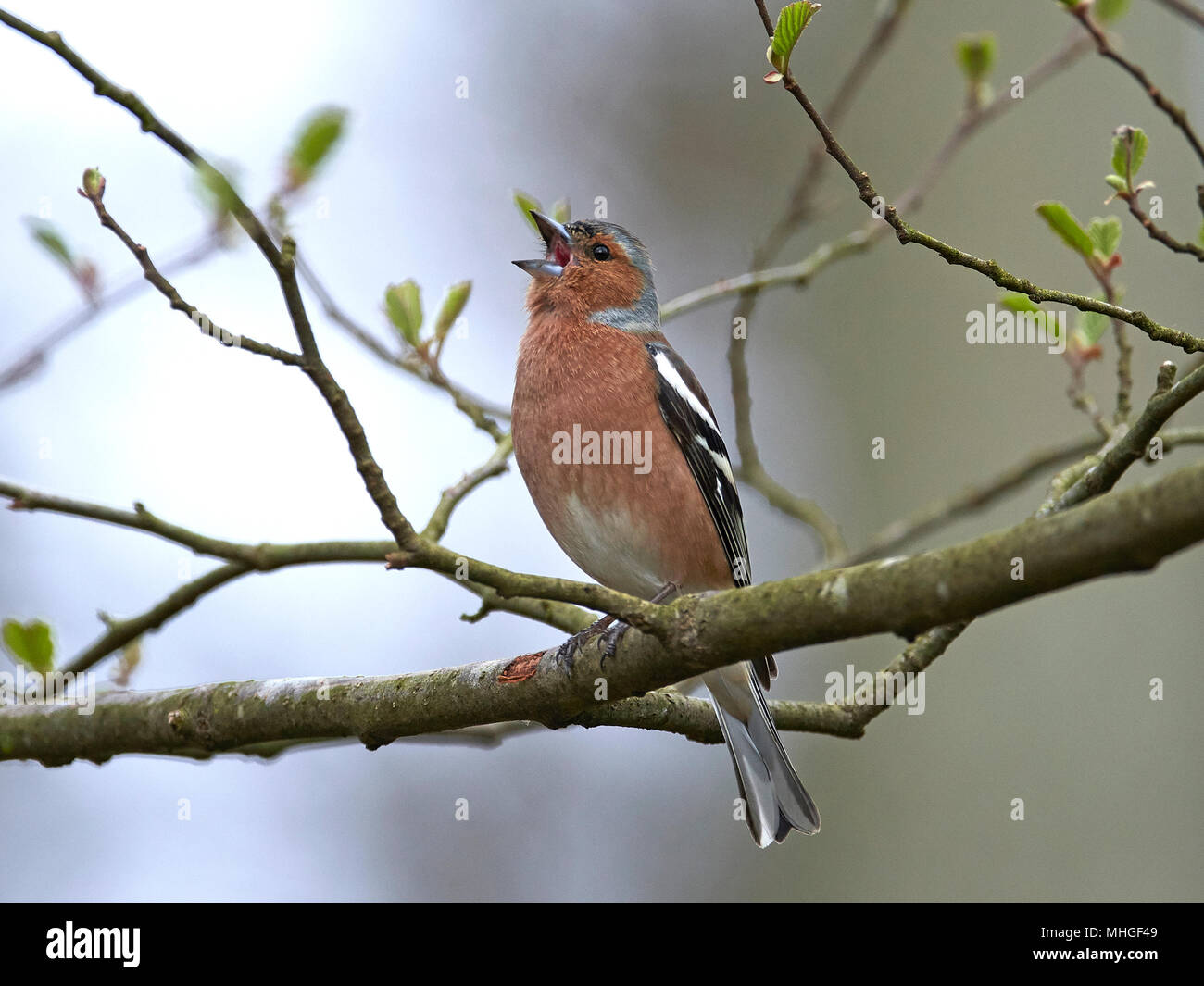 Common chaffinch in its natural habitat in Denmark Stock Photo - Alamy