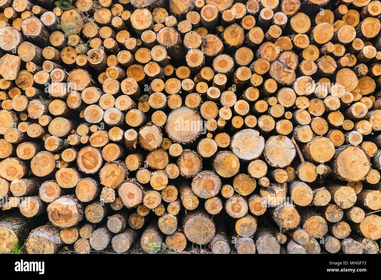 Cut pine trees hi-res stock photography and images - Alamy