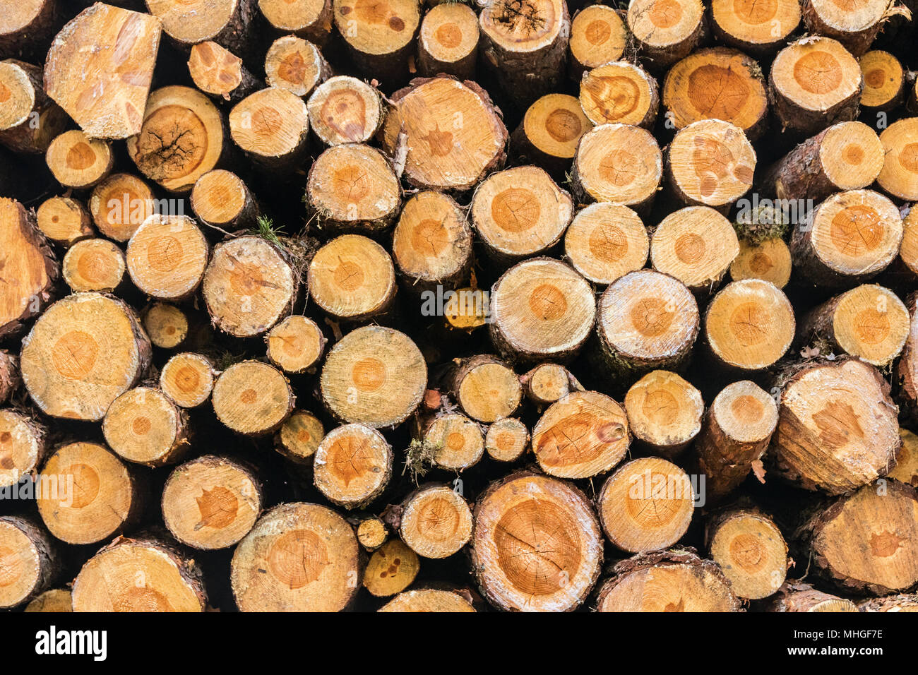 Stack of logs from cut pine trees Stock Photo - Alamy