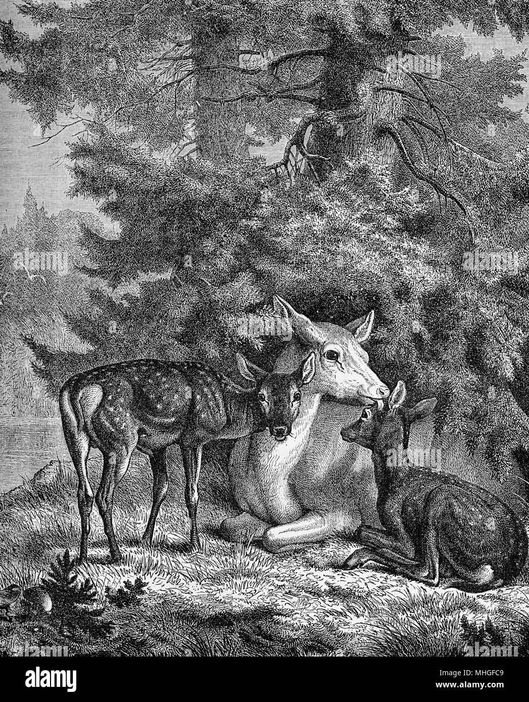 Old drawing deer hi-res stock photography and images - Alamy